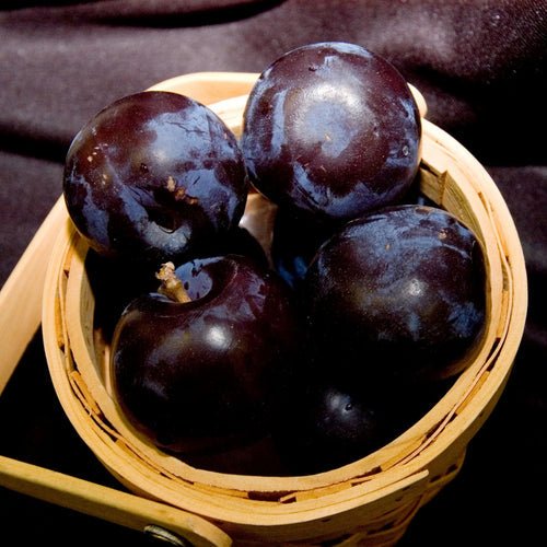 Dwarf Plum 'Ruby Blood' Fruit Tree – Buy Now! – Ladybird Nursery