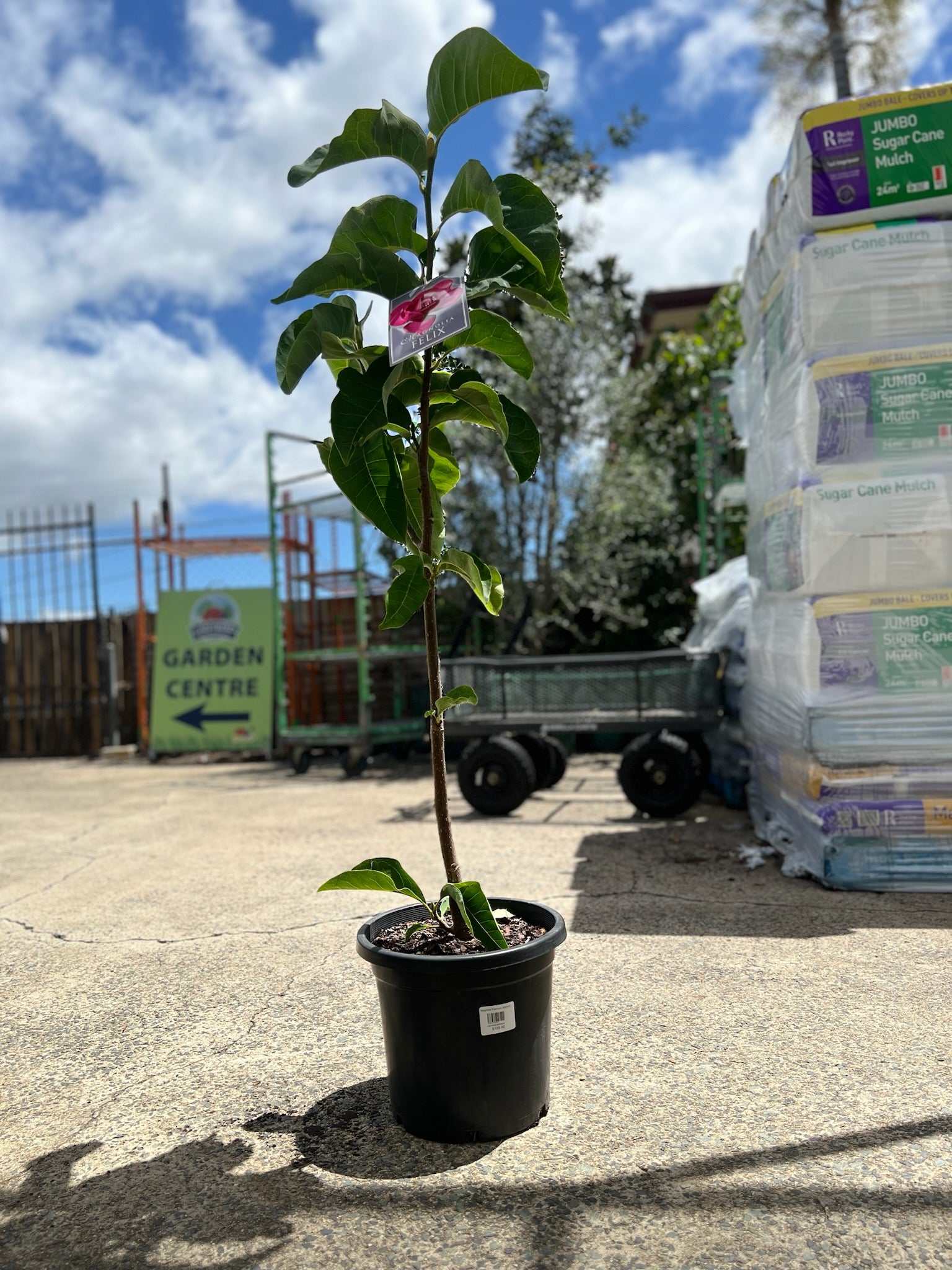 Magnolia Felix Tree Plant – Buy Now! – Ladybird Nursery