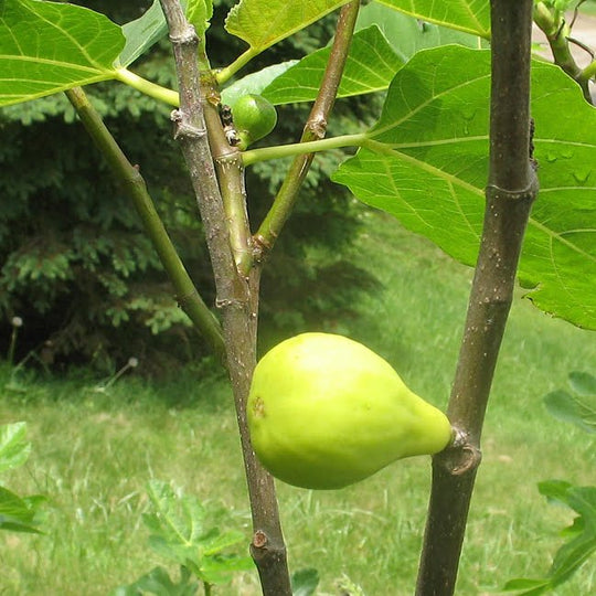 Fig Cape White Fruit Tree – Buy Now! – Ladybird Nursery