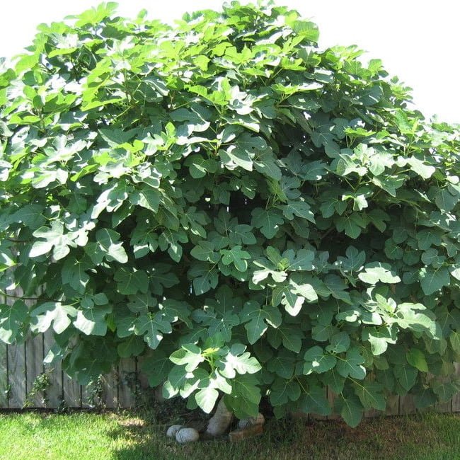 Fig White Genoa Fruit Tree – Buy Now! – Ladybird Nursery