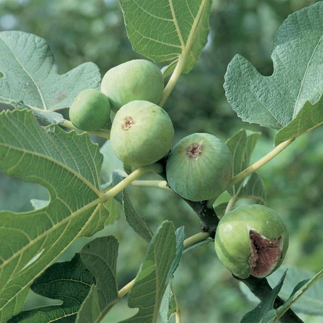 Fig White Genoa Fruit Tree – Buy Now! – Ladybird Nursery