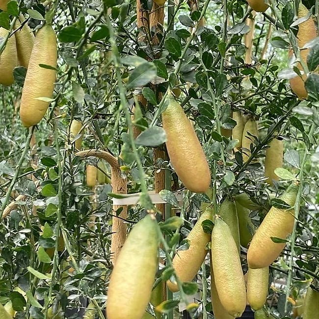 Discover Unique Yellow Finger Lime Cuttings - QLD Only – Ladybird Nursery