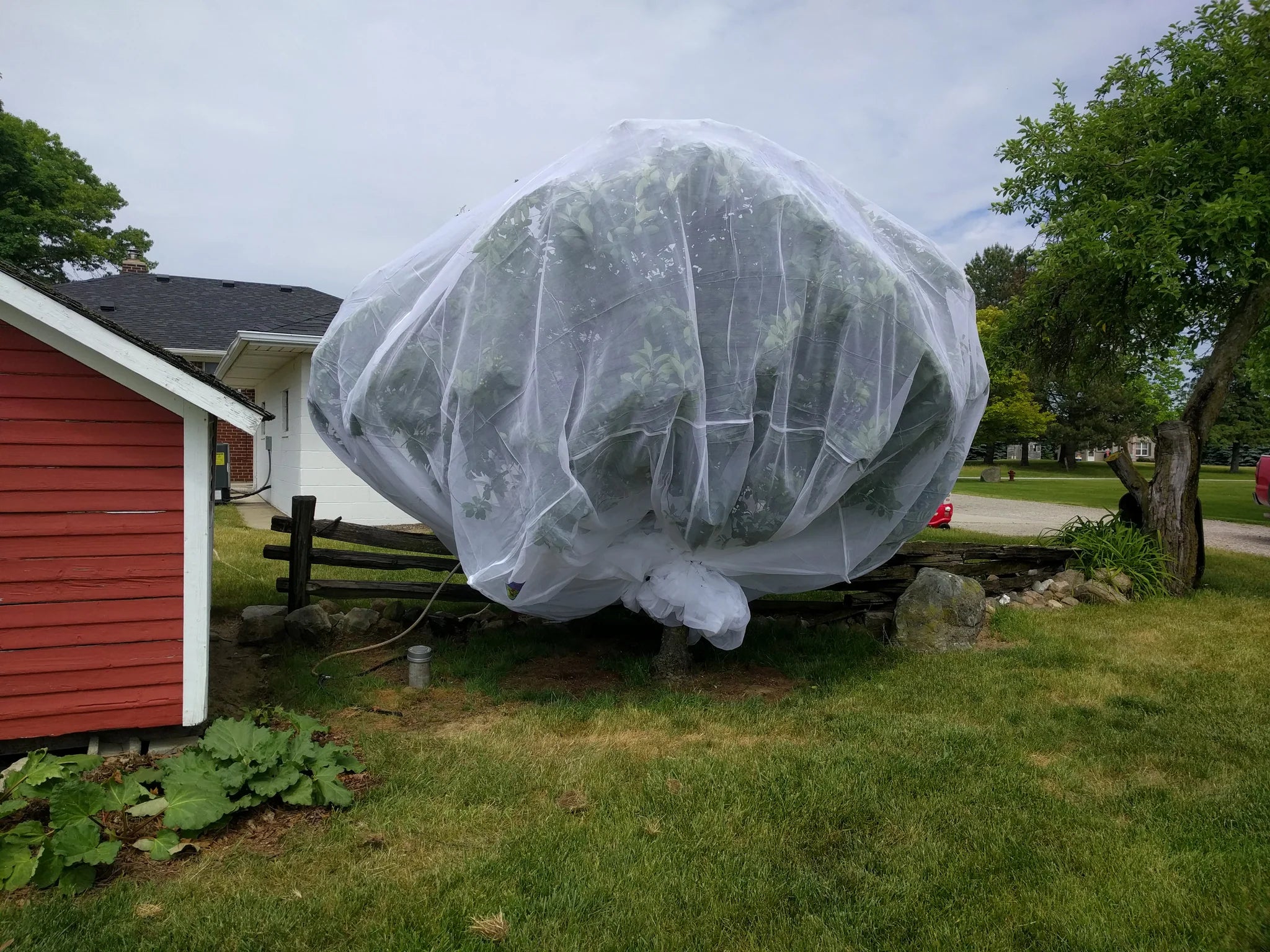 Fruit Fly Insect Protection Net 12m x 10m – Buy Now! – Ladybird Nursery