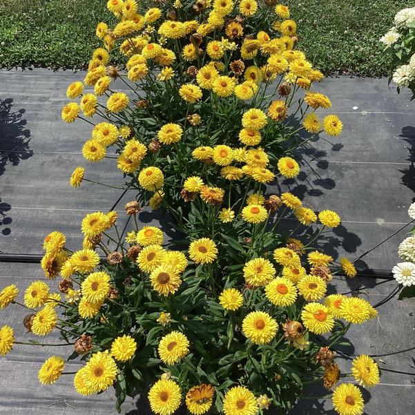 Paper Daisy Granvia Plant – Buy Now! – Ladybird Nursery