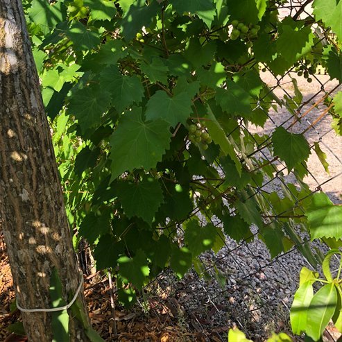Grape Pink Iona Fruit Tree – Buy Now! – Ladybird Nursery