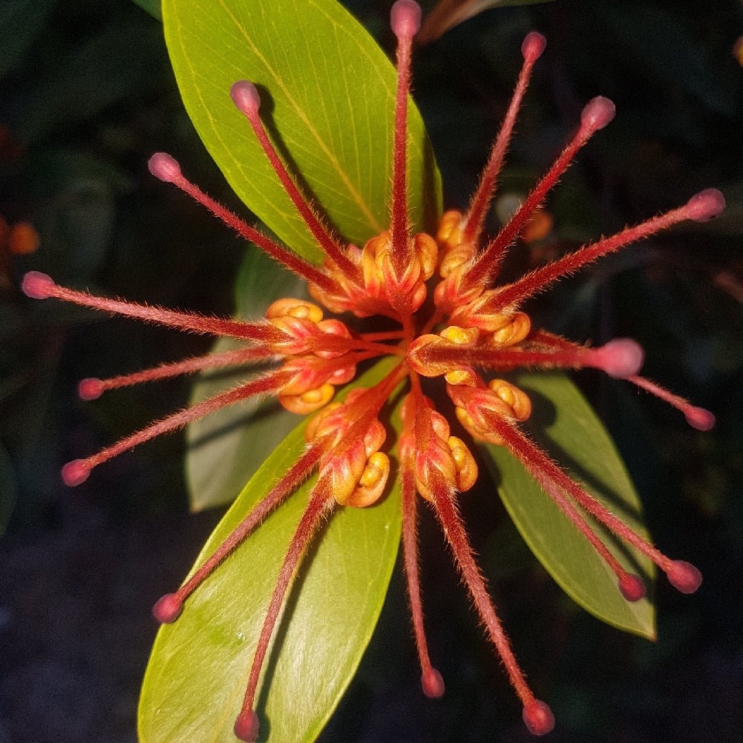 Grevillea Orange Marmalade Plant – Buy Now! – Ladybird Nursery