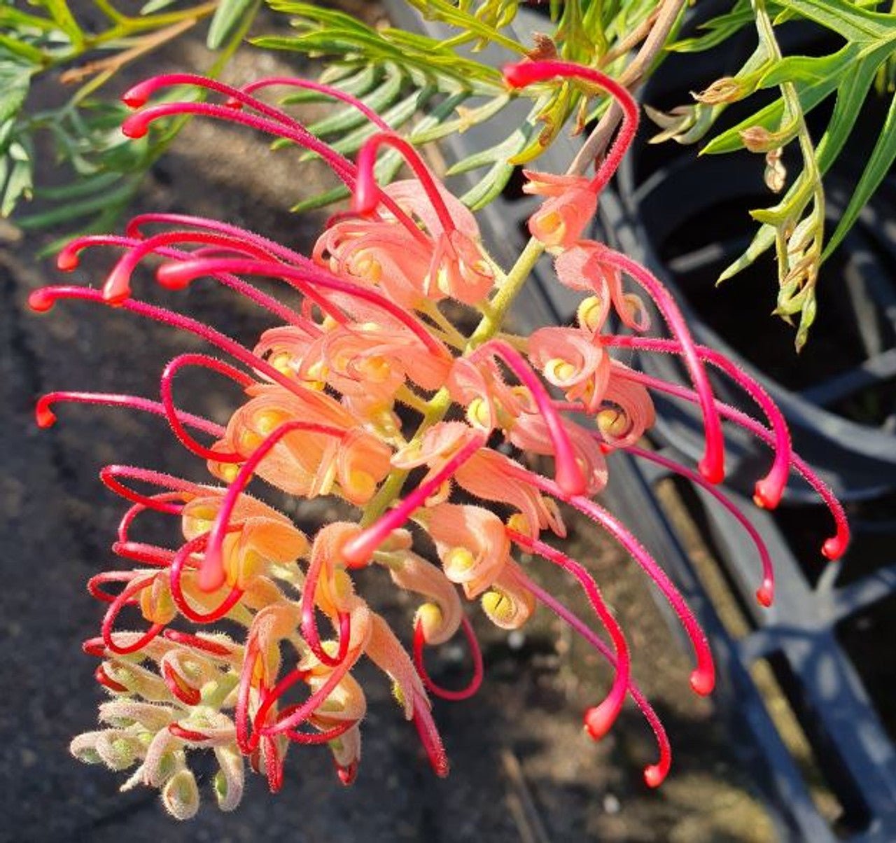 Grevillea 'Pink Profusion' Plant – Buy Now! – Ladybird Nursery