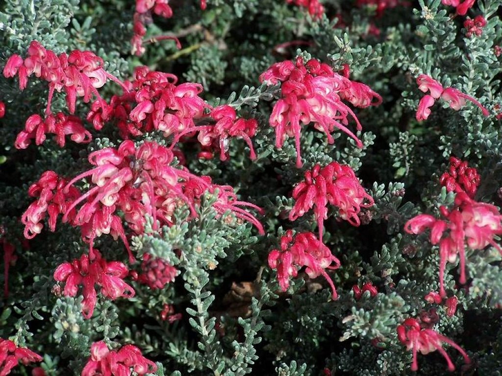 Grevillea Winter Delight Plant – Buy Now! – Ladybird Nursery