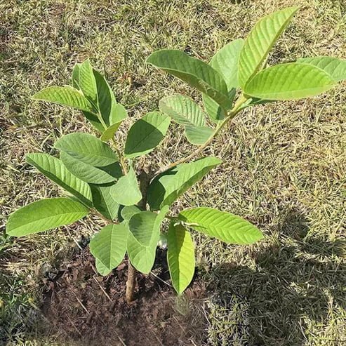 Guava Hawaiian Supreme Fruit Tree – Buy Now! – Ladybird Nursery