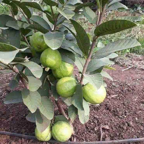 Guava 'Indian White' Fruit Tree – Buy Now! – Ladybird Nursery