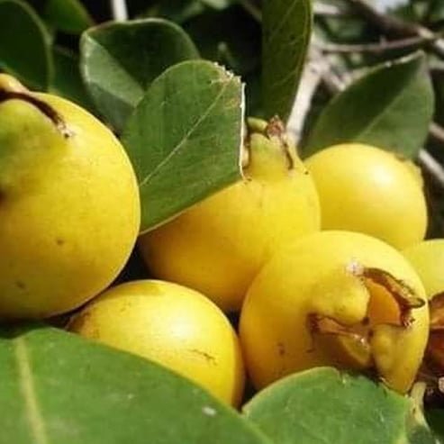 Guava Yellow Cherry 90mm Fruit Tree – Buy Now! – Ladybird Nursery