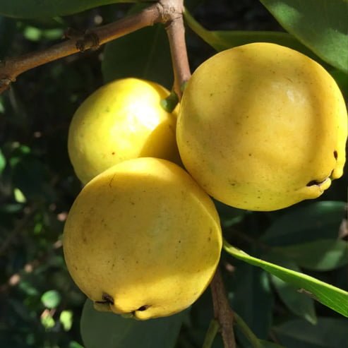 Guava Yellow Cherry 90mm Fruit Tree – Buy Now! – Ladybird Nursery