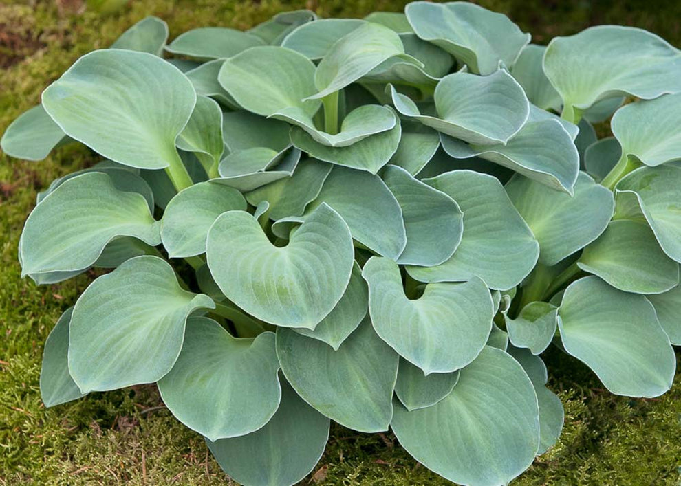 Plantain Lily Blue Mouse Ears (Hosta ) – Ladybird Nursery