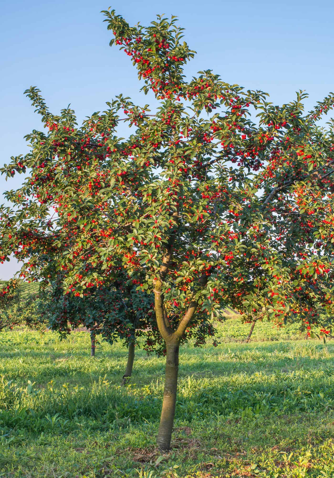 Cherry – Ladybird Nursery
