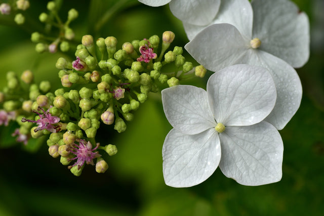 Bigleaf Hydrangea Tokyo Delight Plant – Buy Now! – Ladybird Nursery