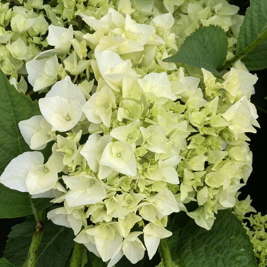 Hydrangea Tea Time™ Vanilla Sky Plant – Buy Now! – Ladybird Nursery