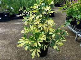 Cape Beech (Royena lucida) Plant – Buy Now! – Ladybird Nursery