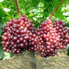 Grape 'Ruby Seedless' Fruit Tree – Buy Now! – Ladybird Nursery