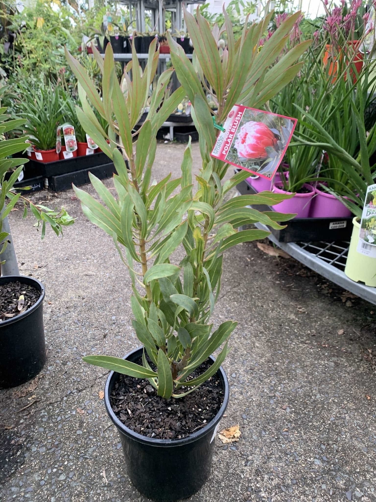 Protea Polar Blush Plant – Buy Now! – Ladybird Nursery