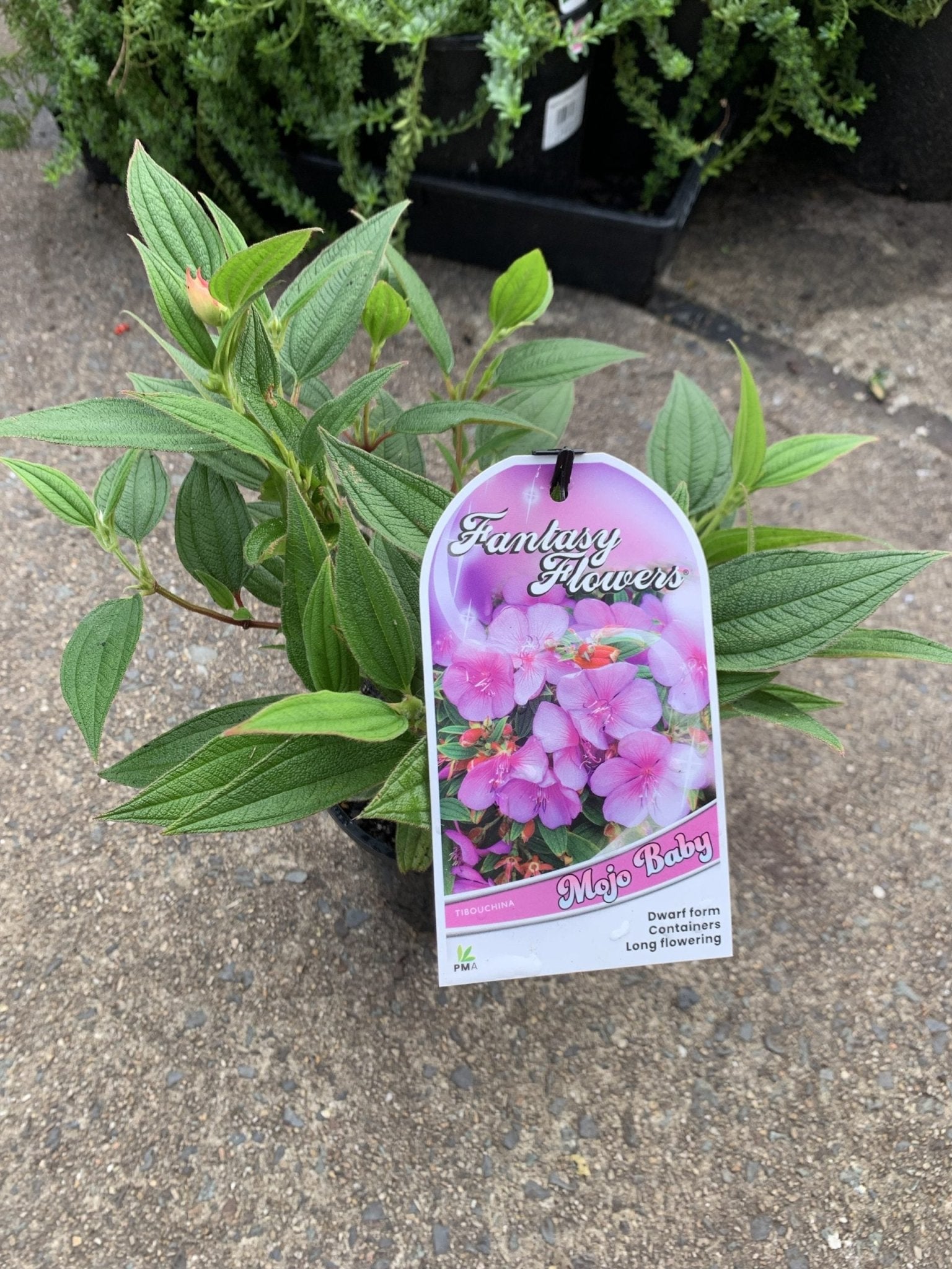 Tibouchina 'Mojo Baby' Plant – Buy Now! – Ladybird Nursery