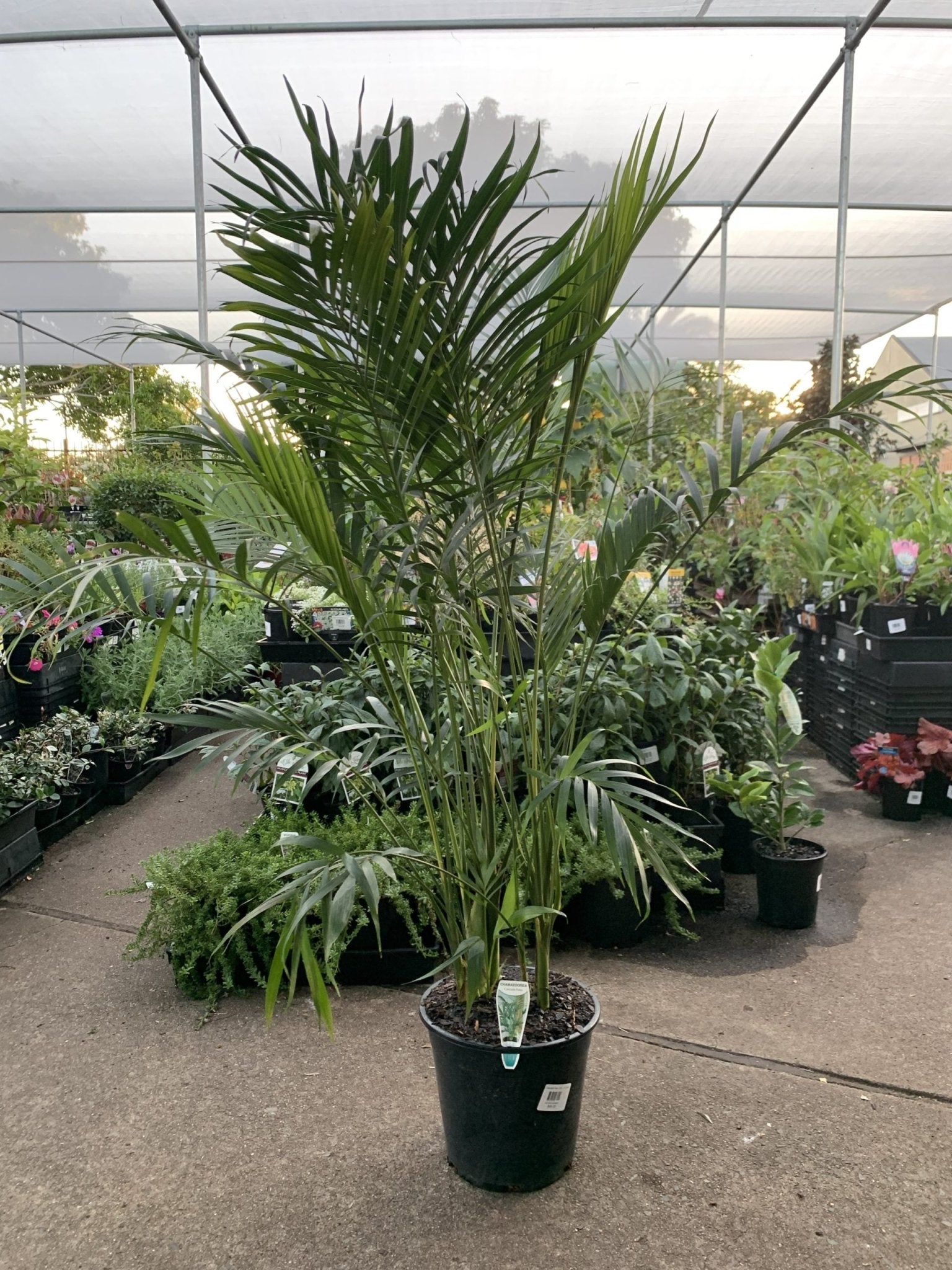Cascade Palm - Buy Now! – Ladybird Nursery