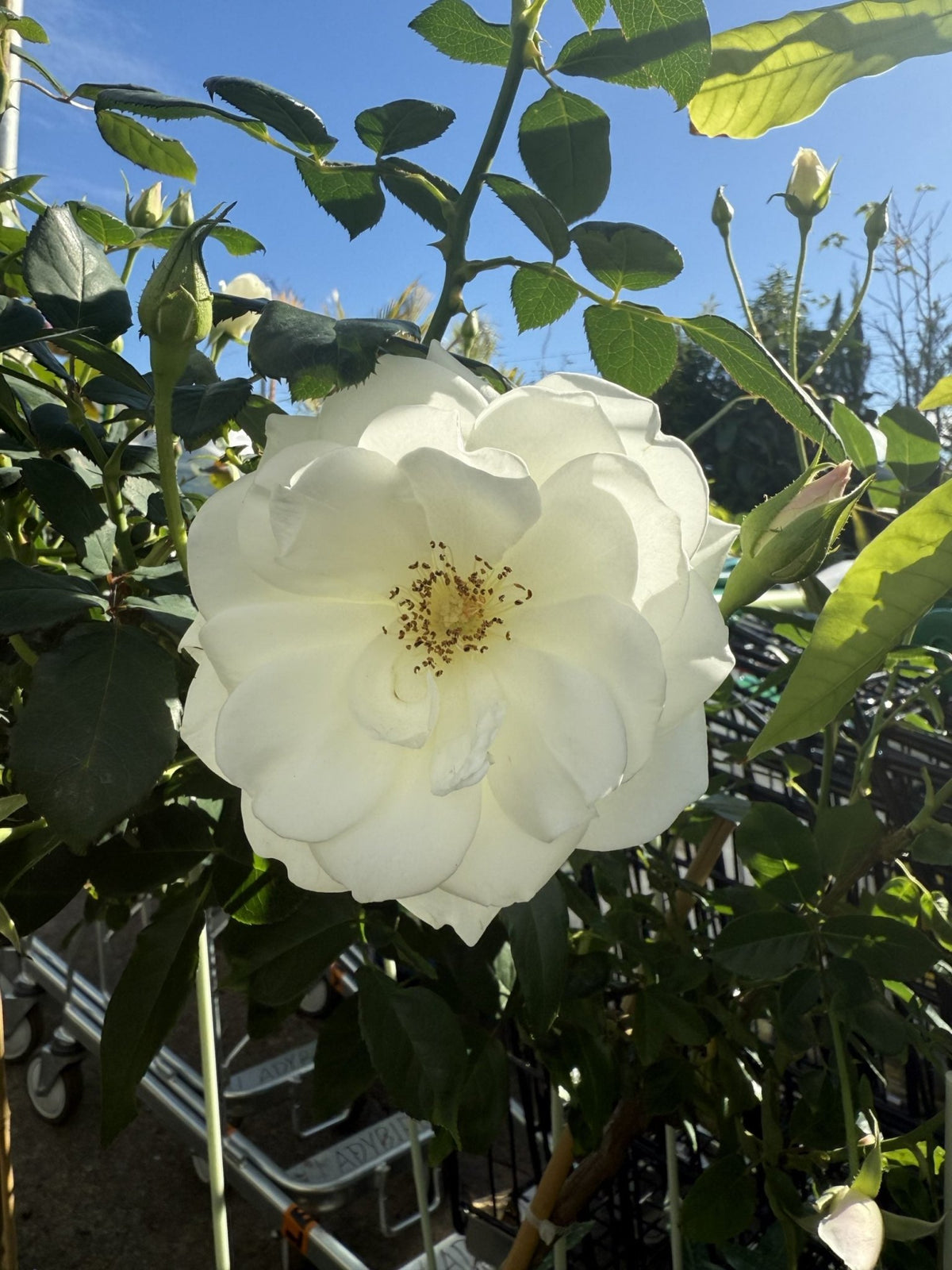 Rose 'Iceberg' 3ft Standard – Buy Now! – Ladybird Nursery
