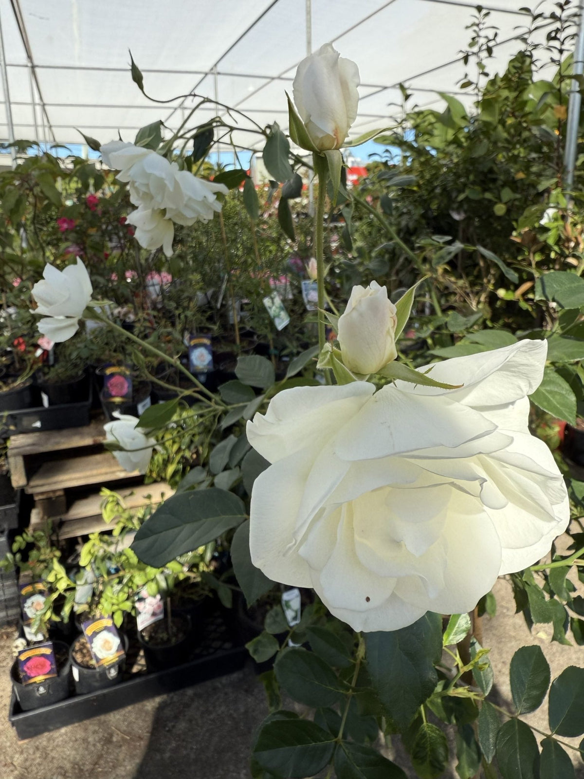Rose 'Iceberg' 3ft Standard – Buy Now! – Ladybird Nursery