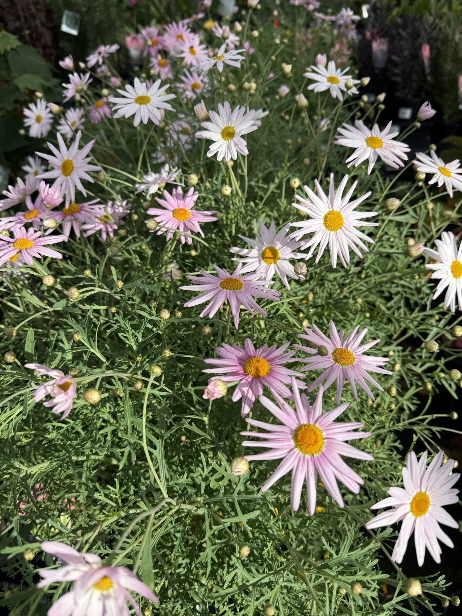 Marguerite Daisy Standard Plant – Buy Now! – Ladybird Nursery