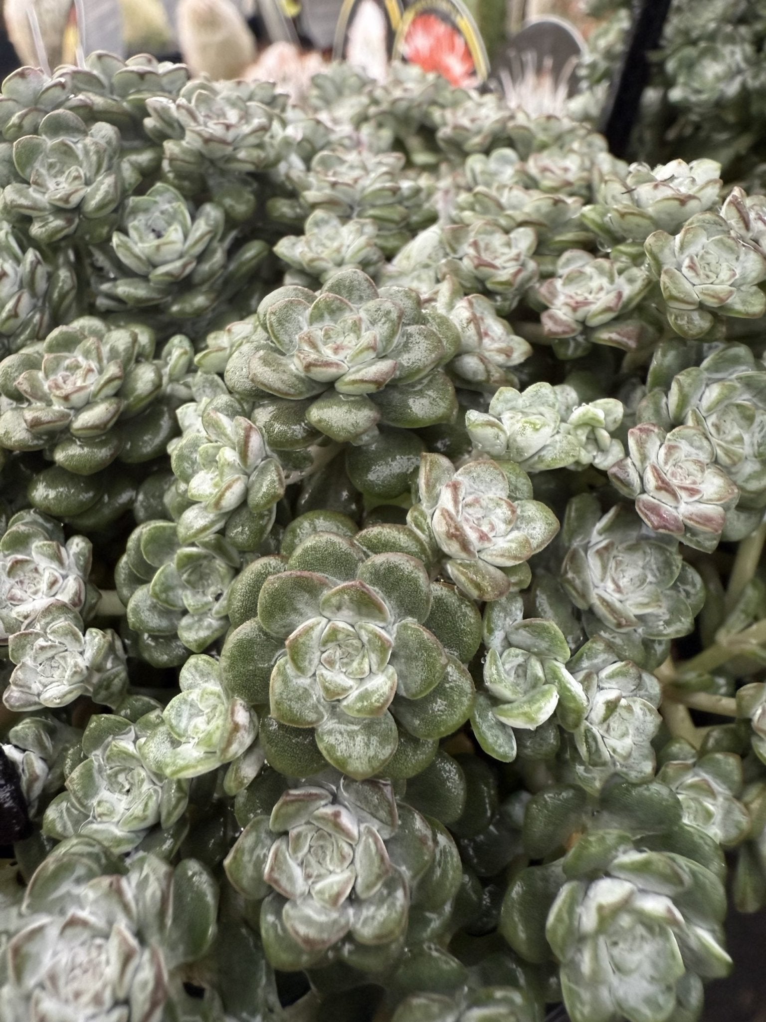 Sedum 'Silver Blob' Plant – Buy Now! – Ladybird Nursery