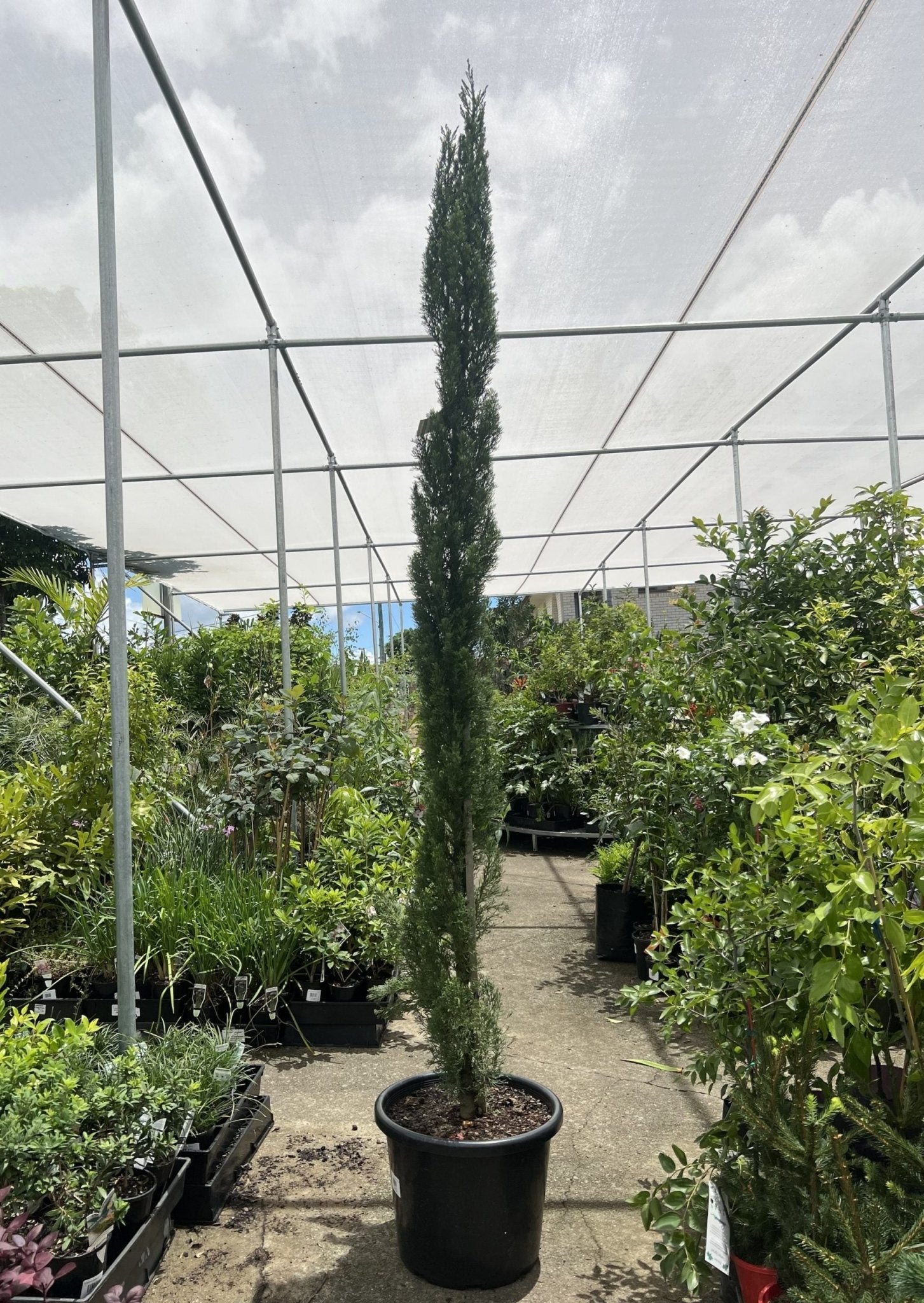 Italian Pencil Pine Plant – Buy Now! – Ladybird Nursery