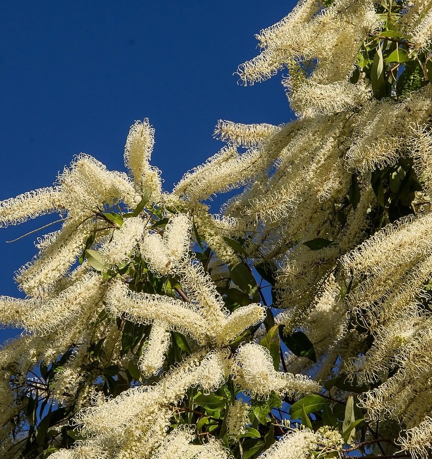 Ivory Curl Flower Tree 250mm Pot Plant – Buy Now! – Ladybird Nursery