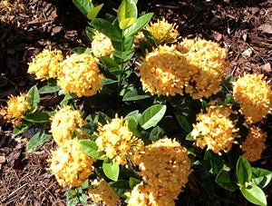 Ixora Compact Gold Plant – Buy Now! – Ladybird Nursery
