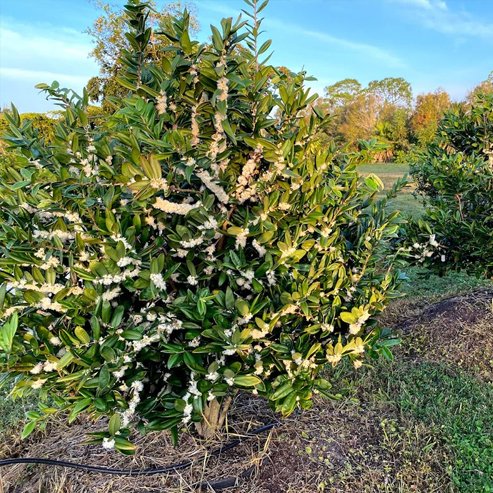 Jaboticaba Yellow Fruit Tree – Buy Now! – Ladybird Nursery