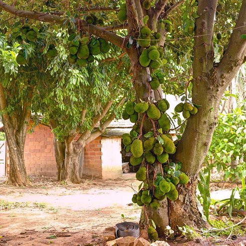 Galaxy Jackfruit Fruit Tree – Buy Now! – Ladybird Nursery