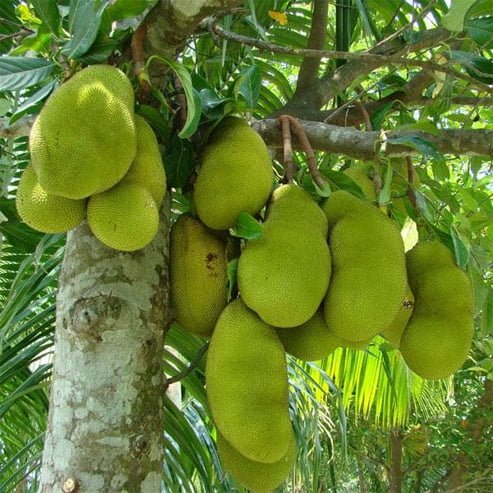 Galaxy Jackfruit Fruit Tree – Buy Now! – Ladybird Nursery