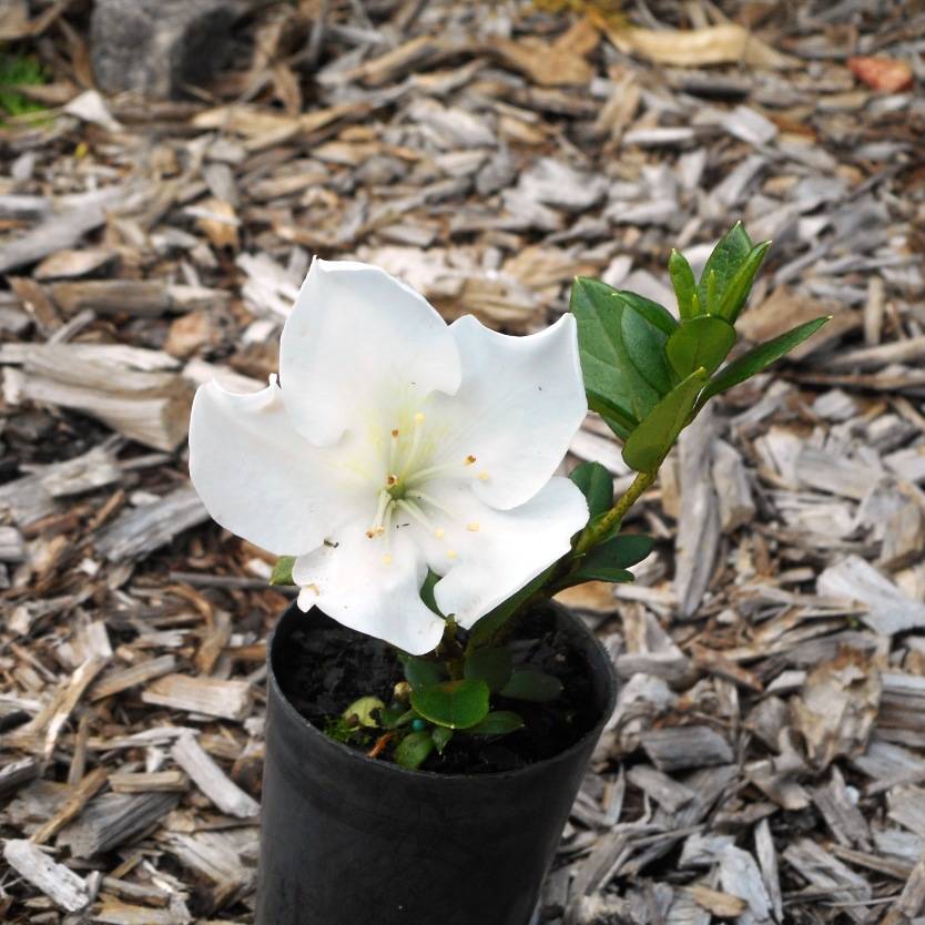 Azalea indica Mrs Kint White Plant – Buy Now! – Ladybird Nursery