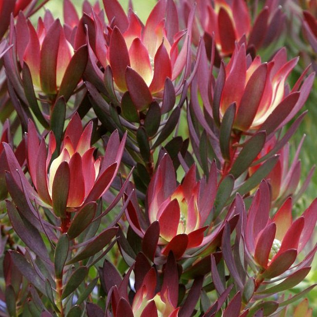 Leucadendron Devil’s Blush Plant – Buy Now! – Ladybird Nursery