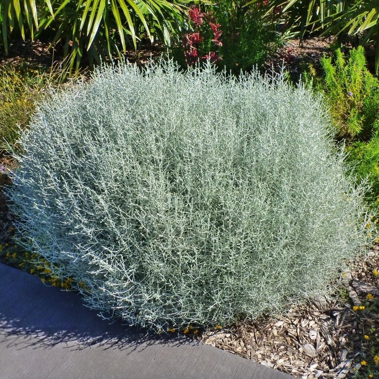 Cushion Bush Plant – Buy Now! – Ladybird Nursery