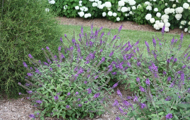 Butterfly Bush Lo & Behold ™ Blue Chip Plant – Buy Now! – Ladybird Nursery