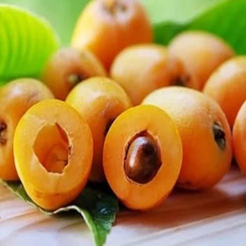 Dwarf Loquat Bessell Brown Fruit Tree – Buy Now! – Ladybird Nursery