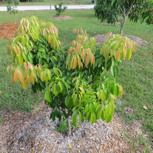 Lychee Fay Zee Siu Fruit Tree – Buy Now! – Ladybird Nursery
