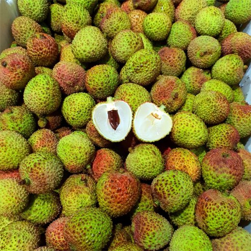 Lychee Fay Zee Siu Fruit Tree – Buy Now! – Ladybird Nursery