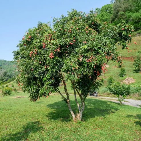 Lychee Haak Yip Fruit Tree – Buy Now! – Ladybird Nursery