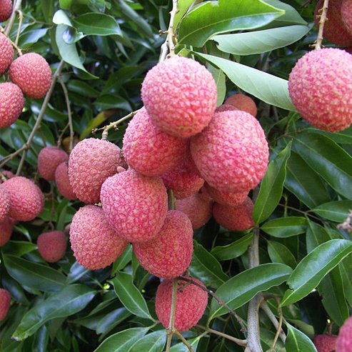 Lychee Haak Yip Fruit Tree – Buy Now! – Ladybird Nursery