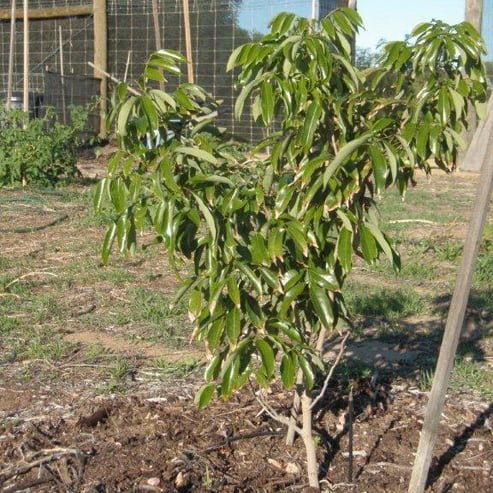 Lychee 'Sue Lin San' (Seedless) – Buy Now! – Ladybird Nursery