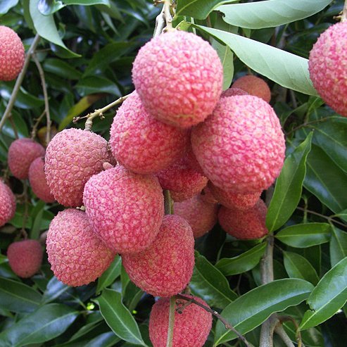 Lychee – Ladybird Nursery