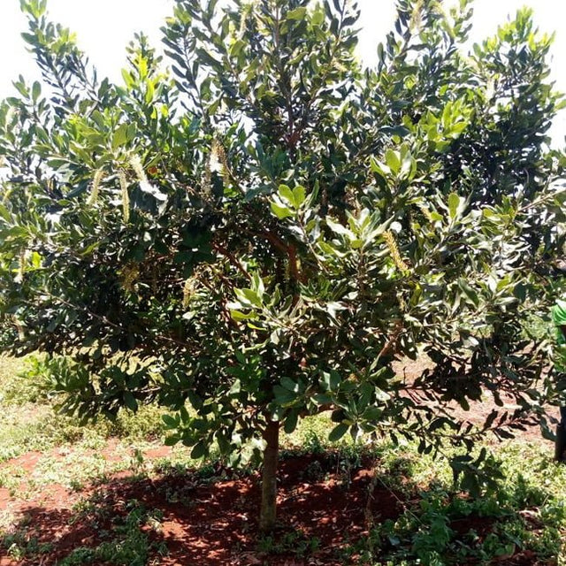 Macadamia Grafted A29 Fruit Tree – Buy Now! – Ladybird Nursery