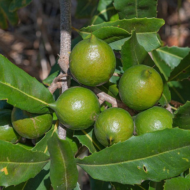 Macadamia Grafted A29 Fruit Tree – Buy Now! – Ladybird Nursery
