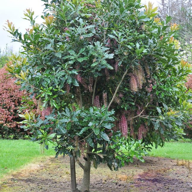 Beaumont Macadamia Nut Tree Fruit Tree – Buy Now! – Ladybird Nursery