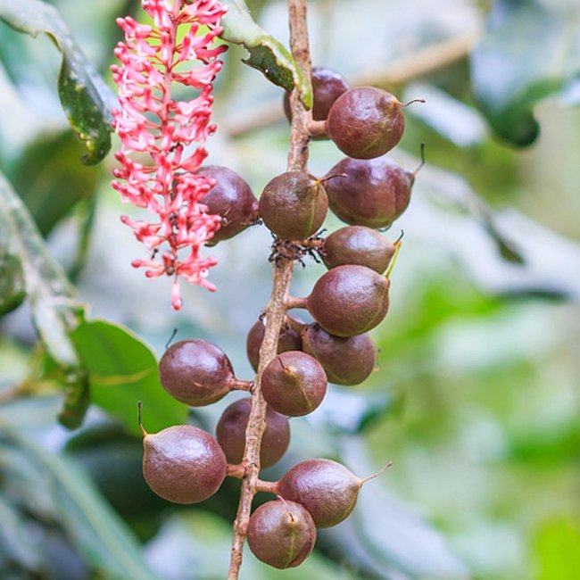 Beaumont Macadamia Nut Tree Fruit Tree – Buy Now! – Ladybird Nursery